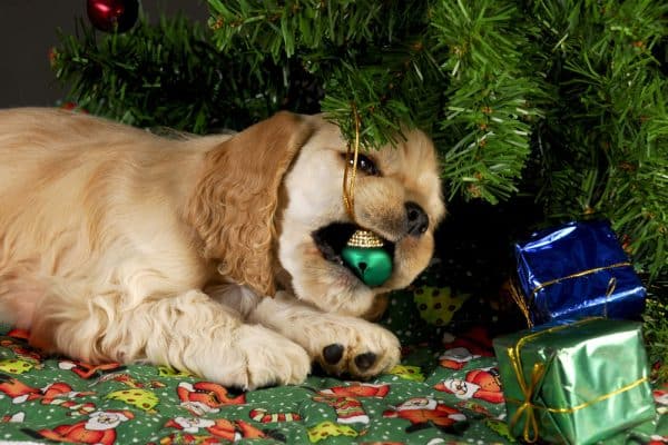 When Curiosity Bites: What to Do When Your Pet Swallows Something They ...