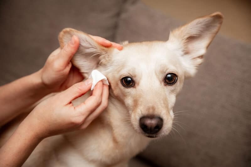 Ear Infections in Dogs: How to Prevent and Treat Recurring Issues ...